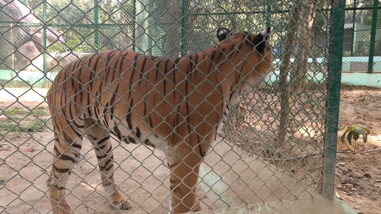 Bannergatta National Park,Bengal tiger - YouTube