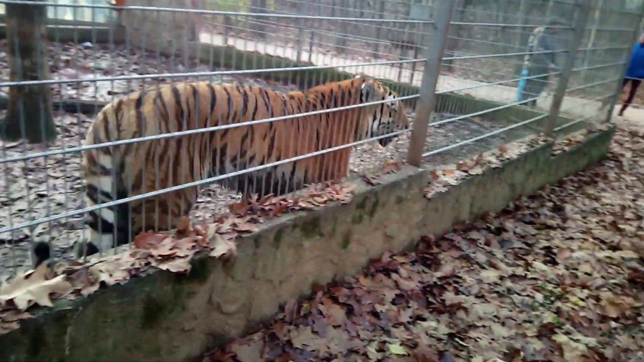 Szibériai tigris - Sóstó Zoo - YouTube