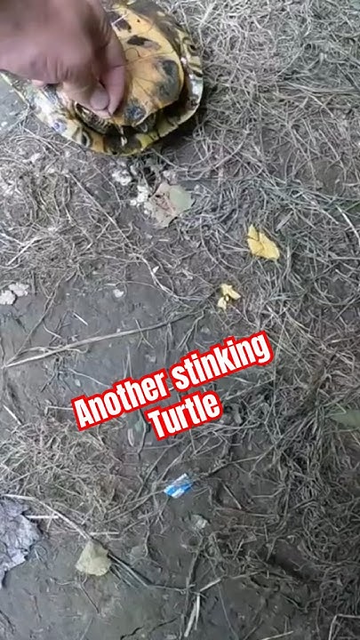 Another Turtle 🙄 #fishing #turtle #creekfishing #fishingvideo # ...