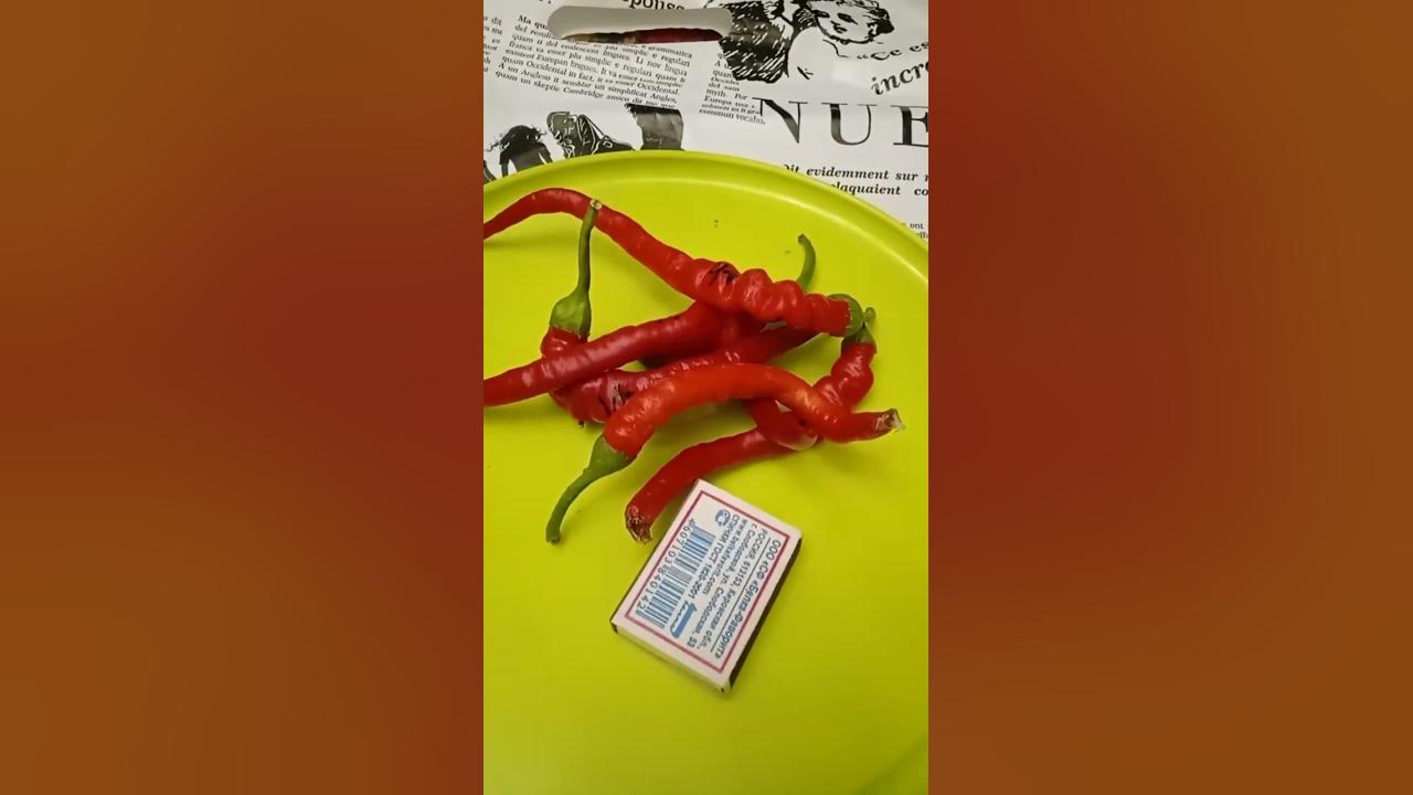Самый лучший перец в мире 2024 г.! Высокоурожайный, вкусный и сладкий ...