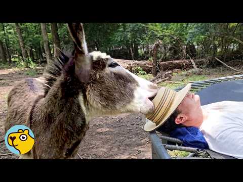 600-Pound Donkey Acts Like a Tiny Baby Around His Favorite Human