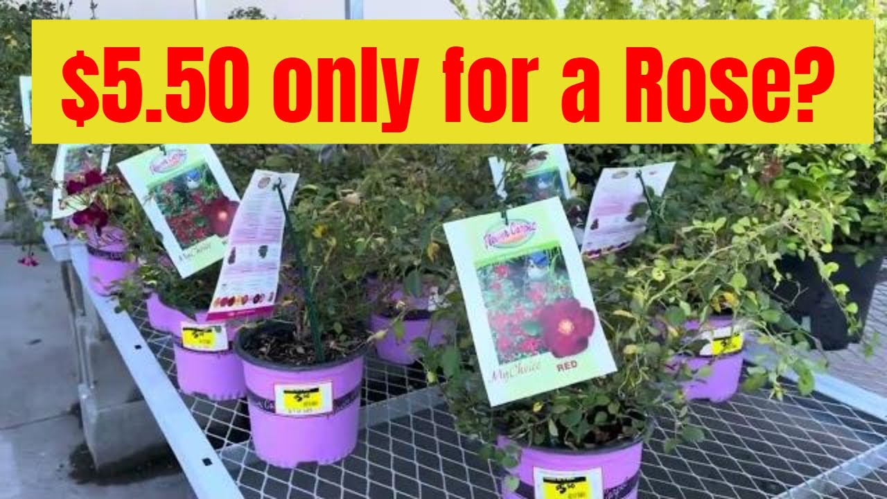 Today’s Clearance Sale plants for $5.50 rose plants at Home Depot - YouTube