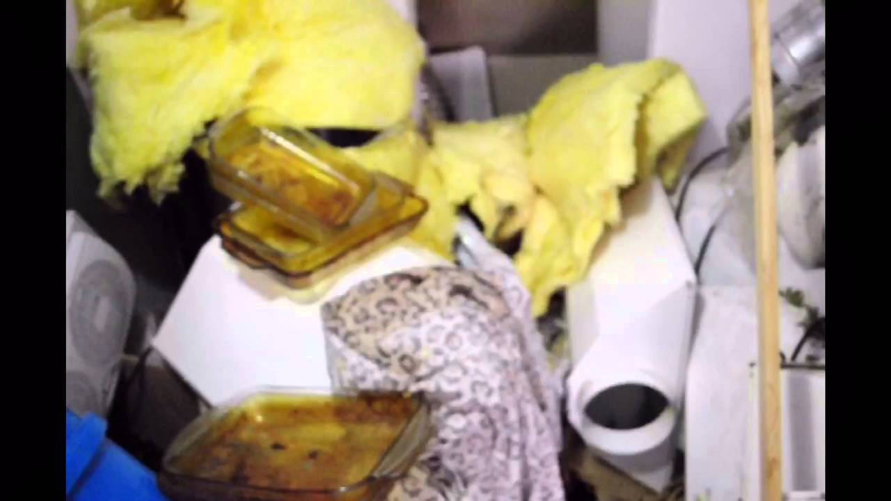 Butane Honey Oil Lab in Auburn - YouTube