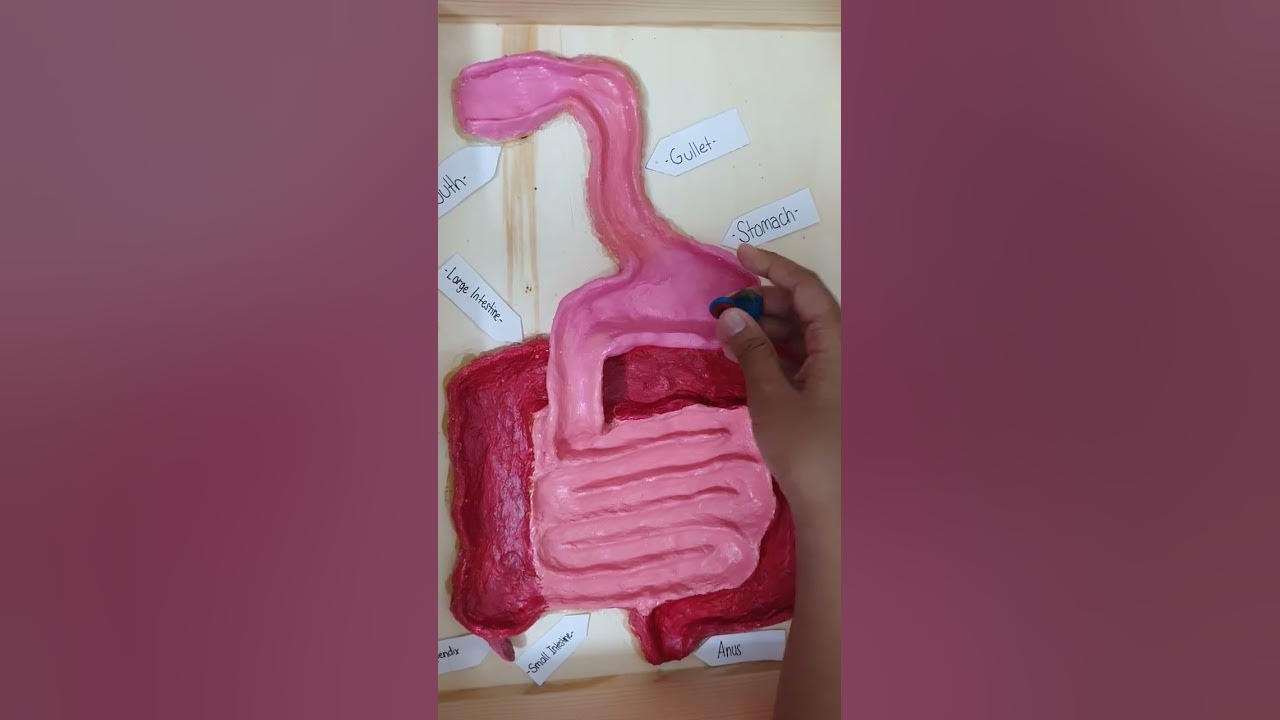 Science Project - Digestive System - YouTube