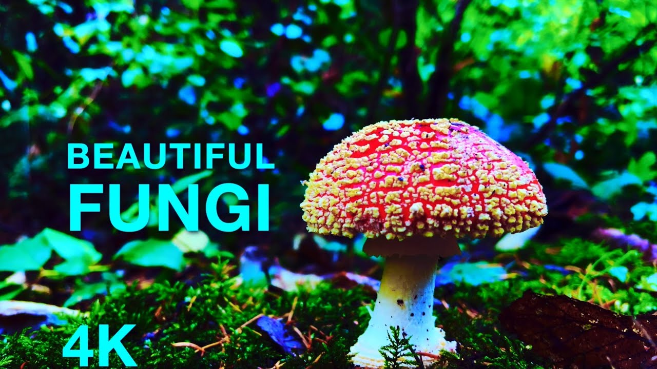🍄4K Breathtaking Fungi 🍄‍🟫 3 Hours of Enchanting Nature - Relaxing ...