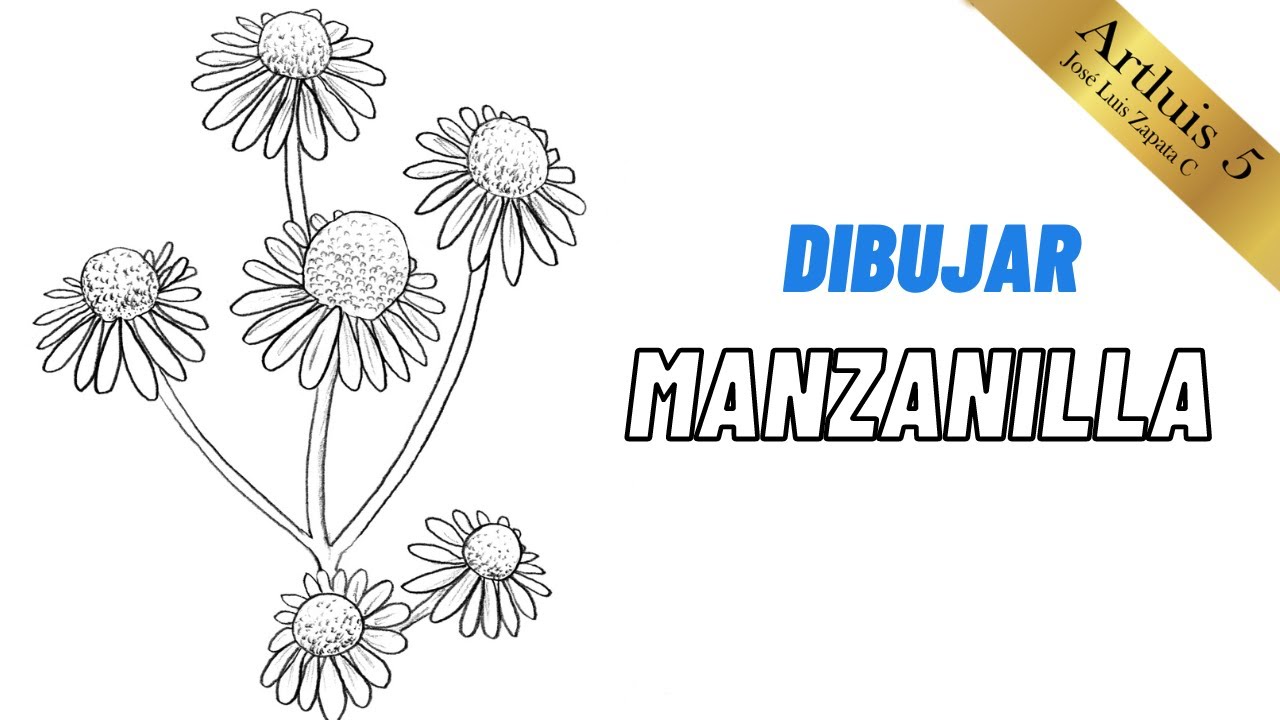 Cómo dibujar unas flores de manzanilla (Chamaemelum nobile) - YouTube