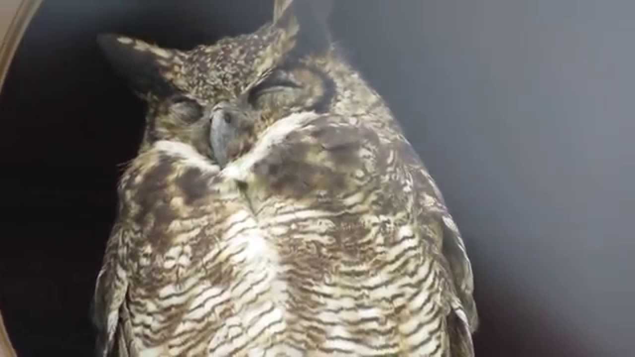 Great Horned Owl, Bubo virginianus, Buhos de colombia, Serranía de ...