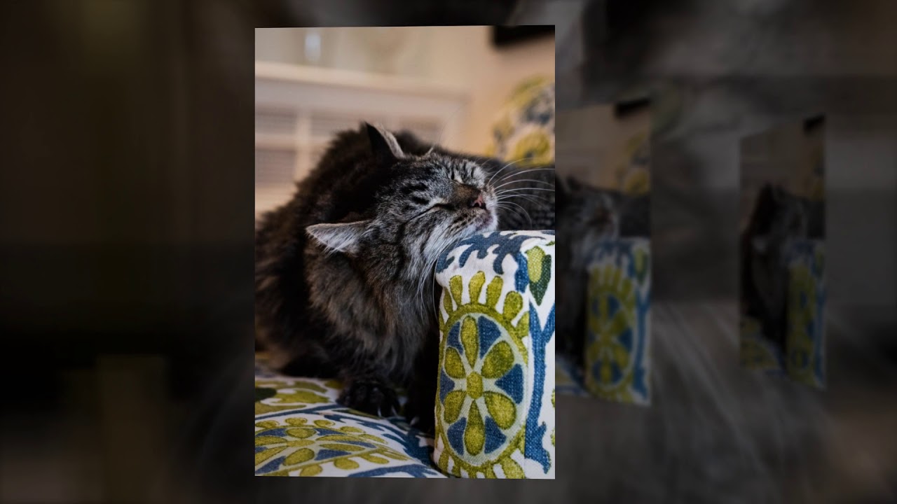 Beth Photography - Pet Photography session with Davy the cat. - YouTube