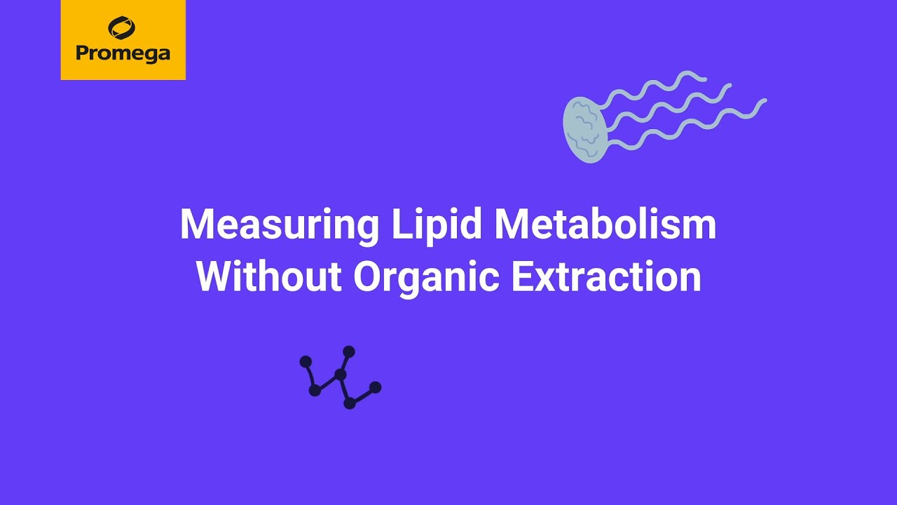 Lipid Metabolism - A Workflow Animation - YouTube