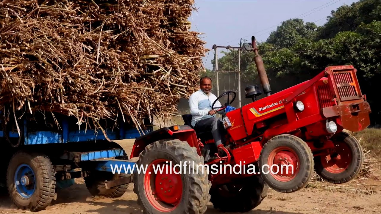 Tractor stunt: Tractor drawn carriage overloaded with sugarcane ...