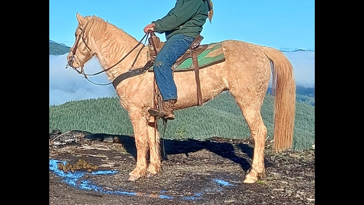 Palomino Yellar carrying pack saddle/paniers first time - YouTube