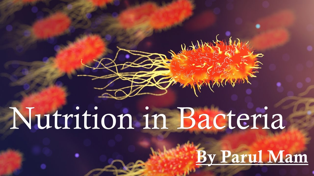 Nutrition in Bacteria | Class 11 | NEET | Autotropic Nutrition ...