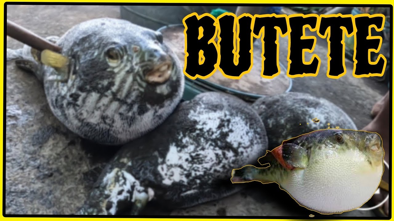 WALA NG MAKAIN ANG TAO, KAYA BUTETE NALANG @JaperSniperOfficial @mrs ...