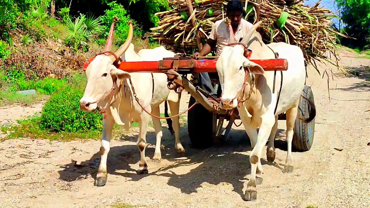 bullock cart heavy load race bullock cart race bullock cart ride ...