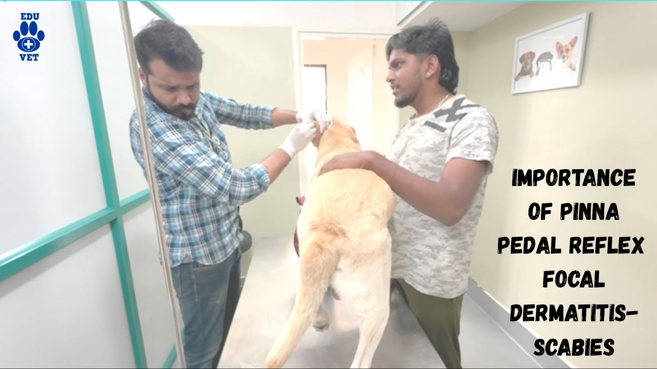 A Case of Scabies-Pinna Pedal Reflex! - YouTube