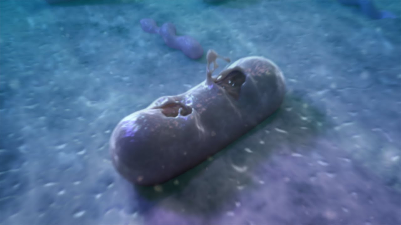 Listerine| MOA Animation - YouTube