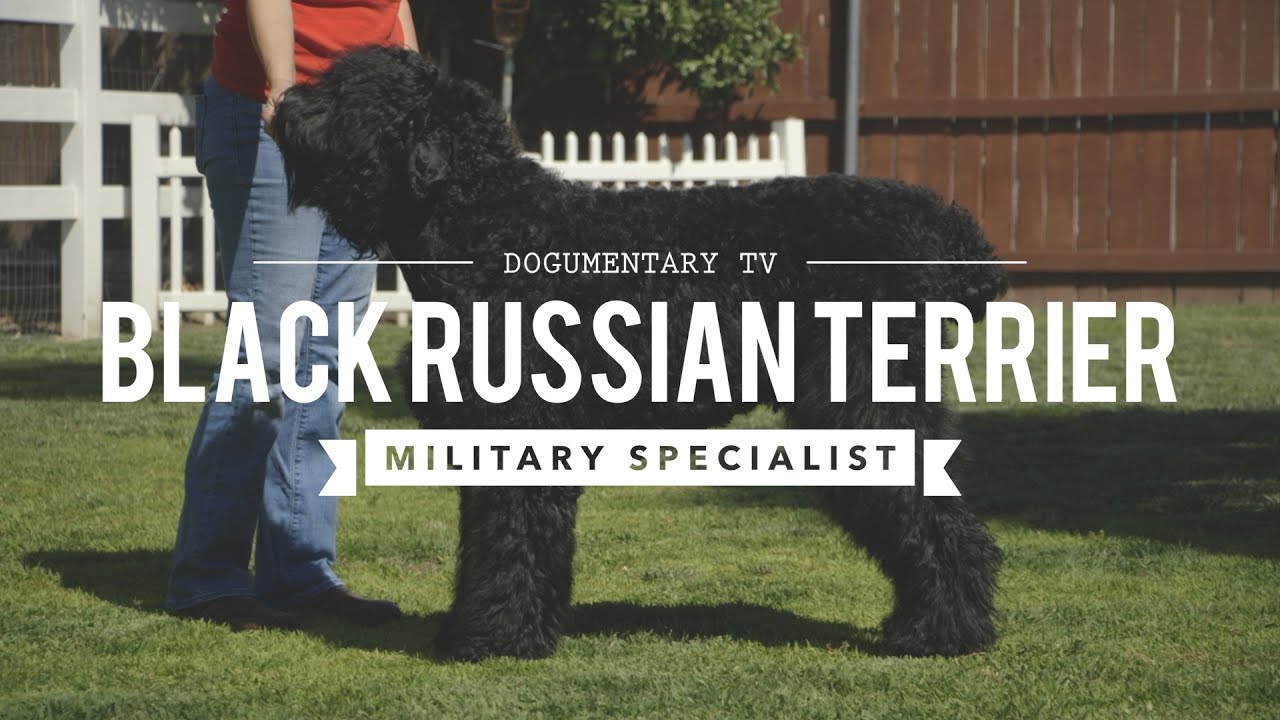 ALL ABOUT: BLACK RUSSIAN TERRIERS MILITARY MADE MILITARY GRADE - YouTube