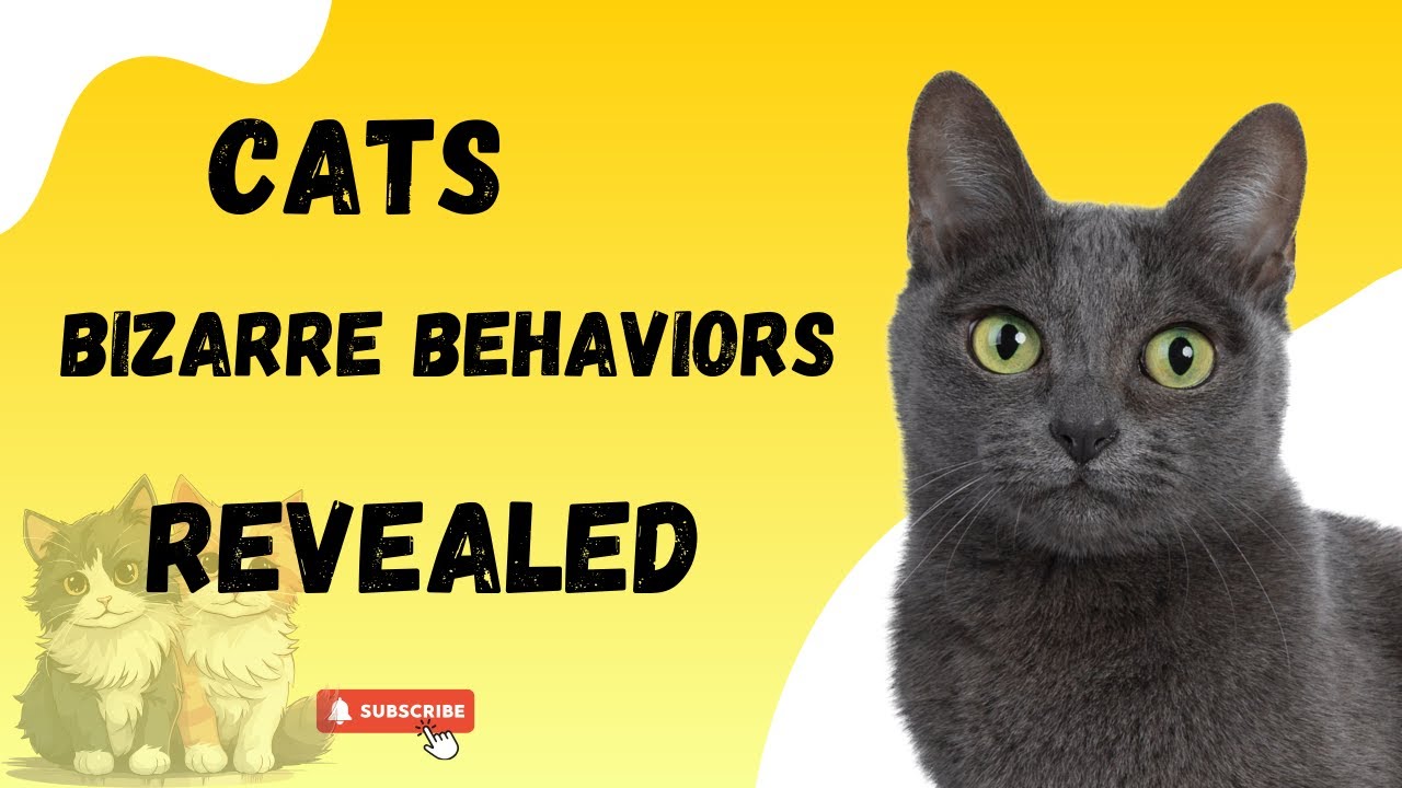 10 Bizarre Behaviors of Cats Revealed! - YouTube