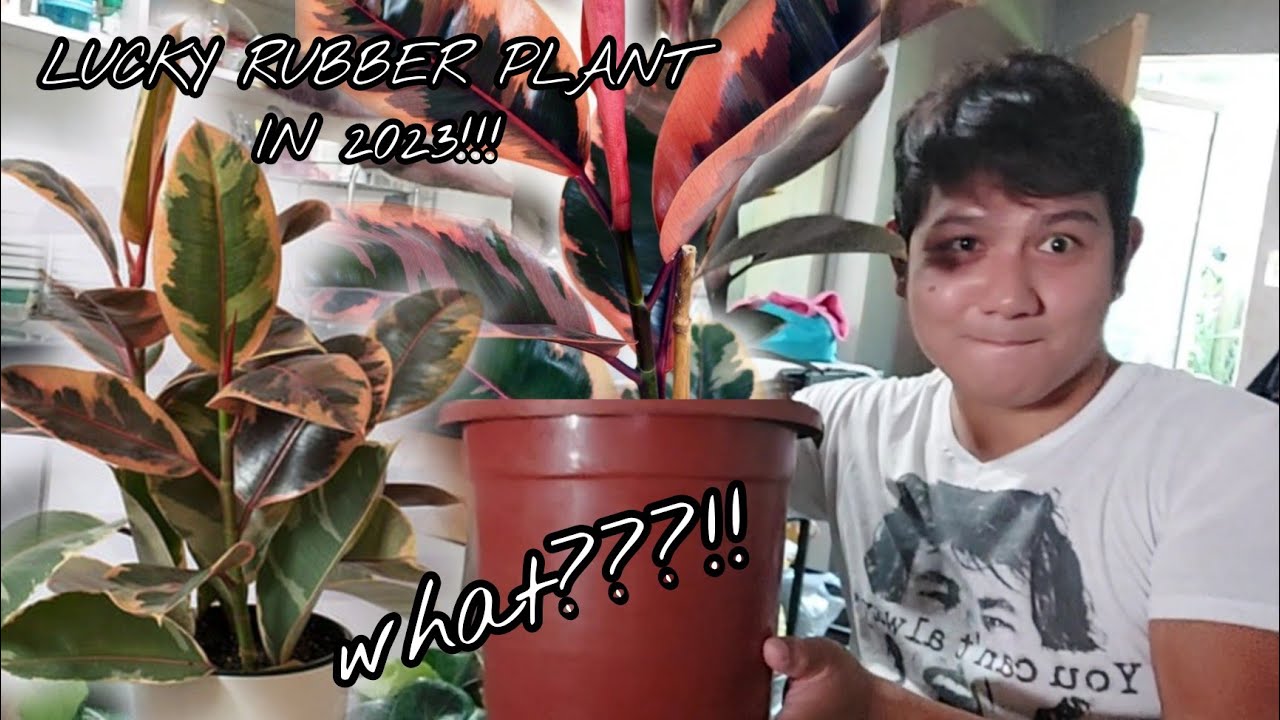 RUBBER PLANTS HAUL | MR GILBERT VARGAS - YouTube