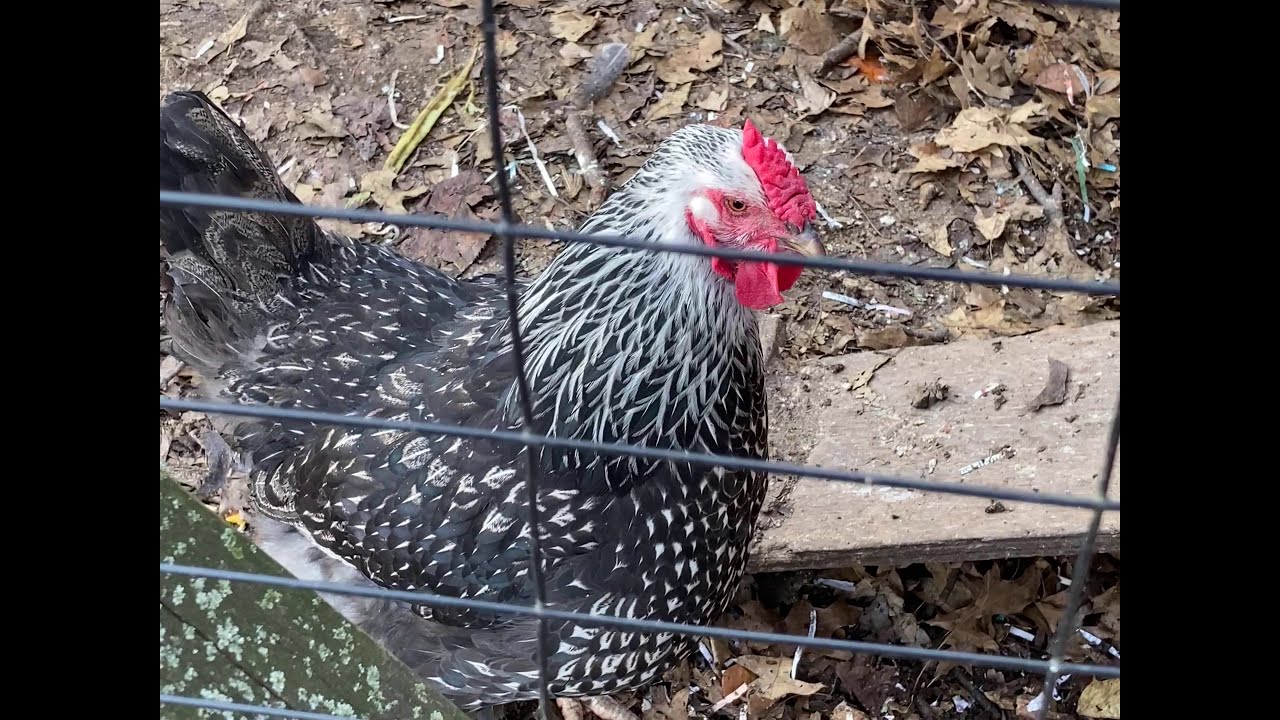 Chicken Interview - YouTube