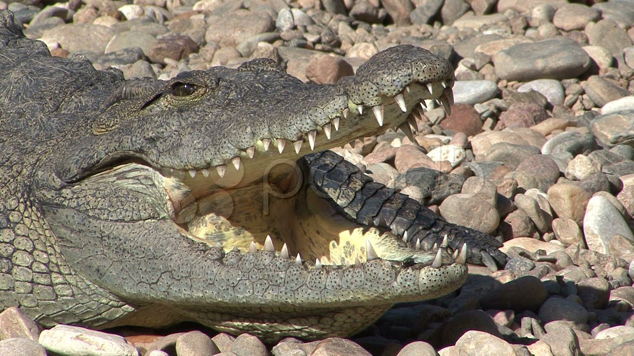 P00014 Alligator Opening And Closing Mouth. Stock Footage - YouTube