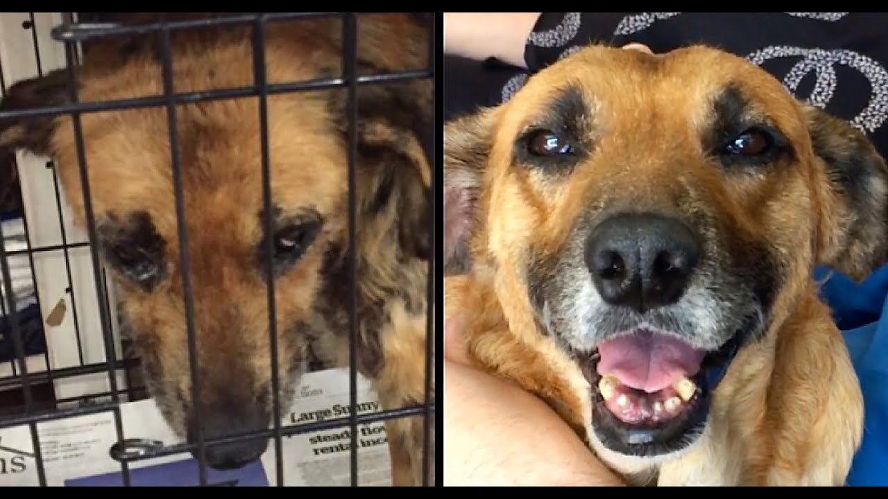 Old Dog Finds His Forever Home! - YouTube