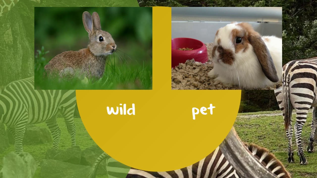 ESOL: Pets and Wild Animals - YouTube