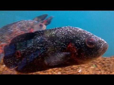White spot, ICH or ICK-Solution to save fish life |Hindi urdu - YouTube