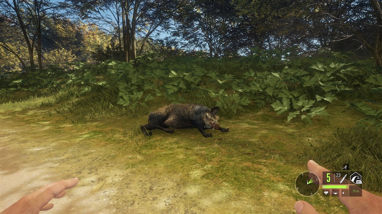 theHunter: Chasse du chevreuil - YouTube