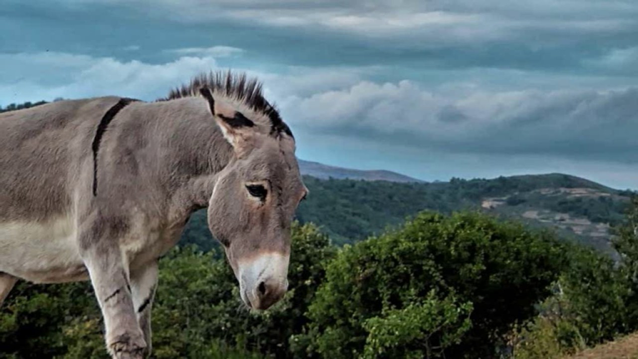 A mi burro letra - a mi burro le duele la cabeza letra - YouTube