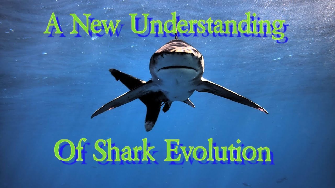 A New Understanding of Shark Evolution - YouTube