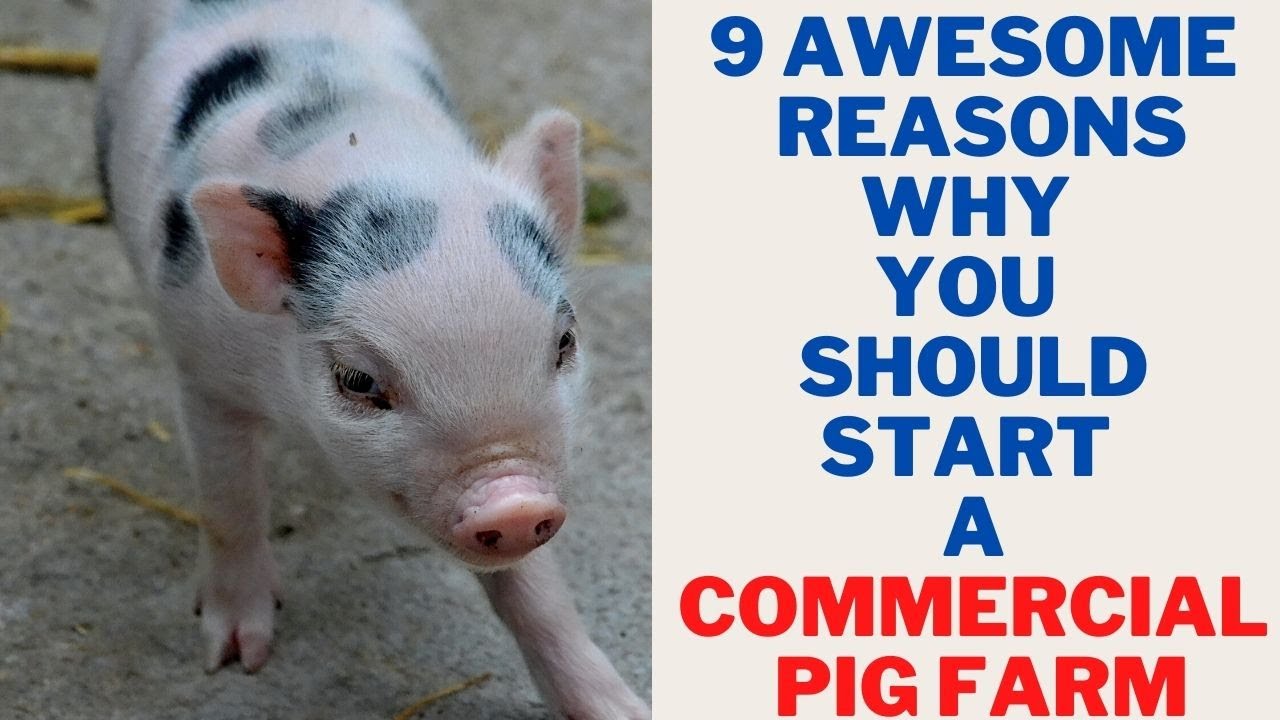 9 Awesome Reasons Why You Should Start A Commercial Pig Farm - YouTube