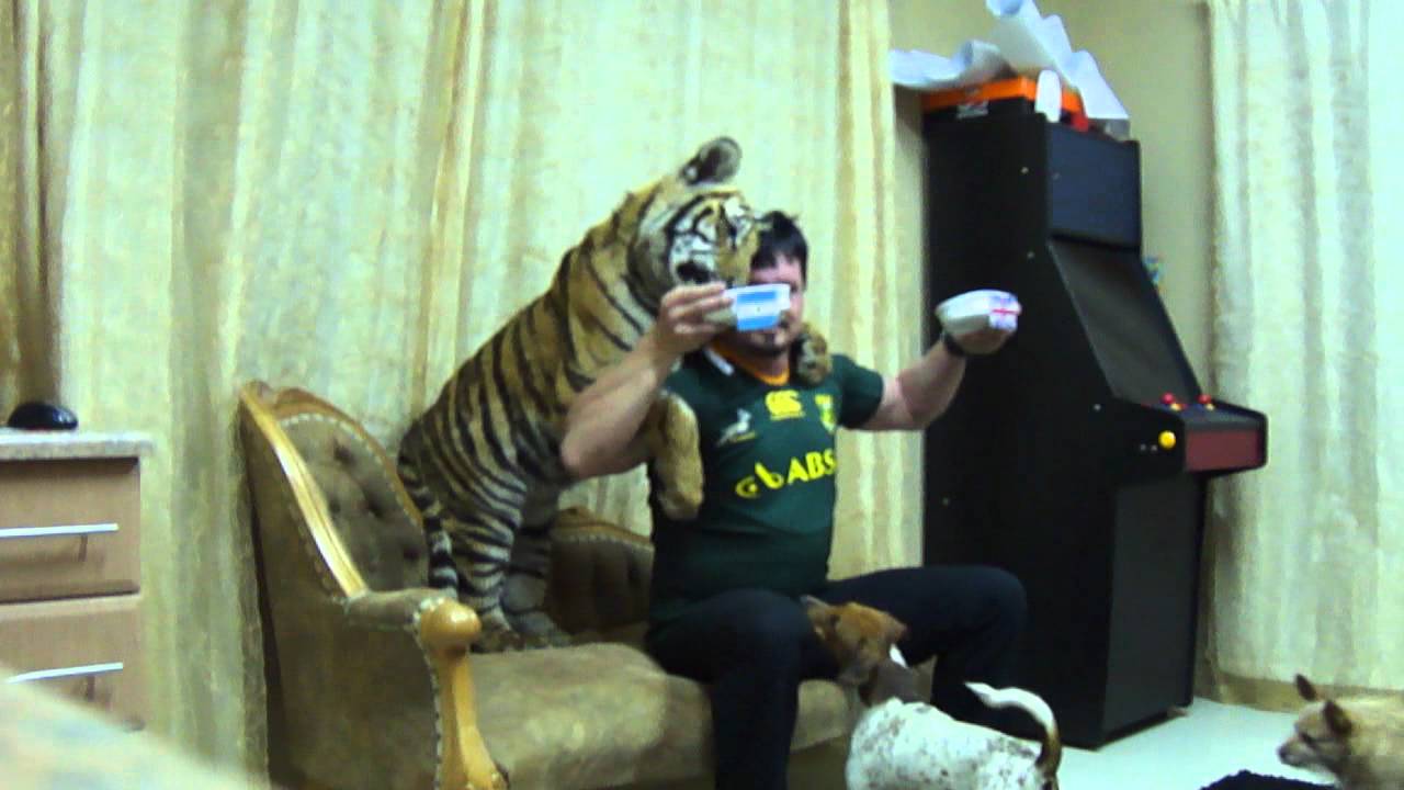 Enzo the tiger Predicting with Michael Jamison - YouTube