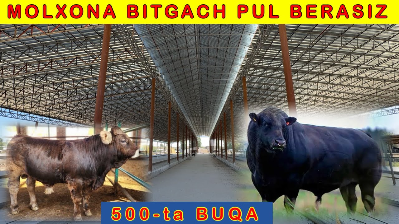 500-ta BUQAGA MOLXONA QANCHAGA BITDI? SIZ XAM ZAKAZ BERING 2025 - YouTube