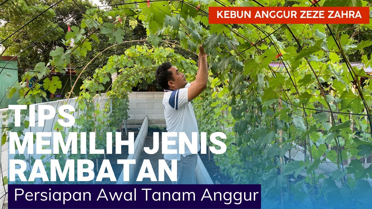 Tips Memilih Jenis Rambatan dan Persiapan Awal Tanam Anggur - YouTube