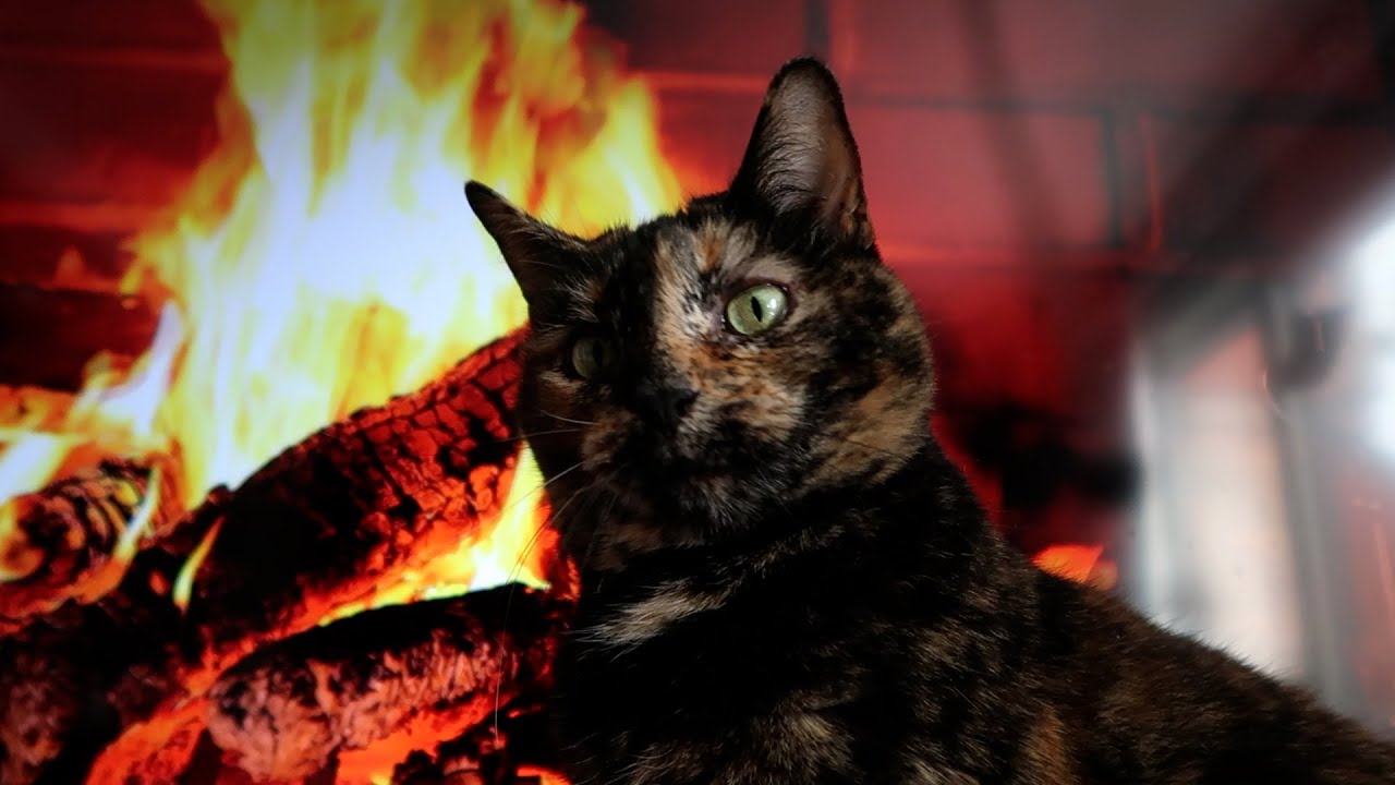 Cat wants to watch world burn - YouTube
