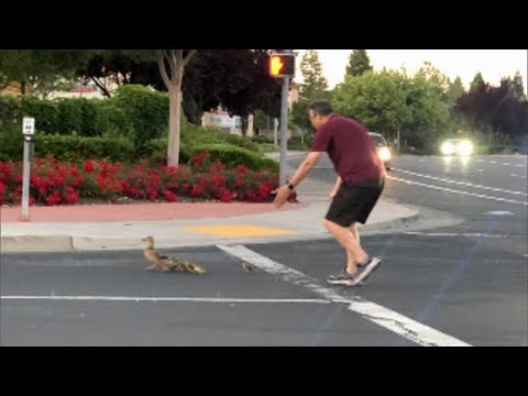 Man Fatally Hit by Car While Helping Ducks Cross Road