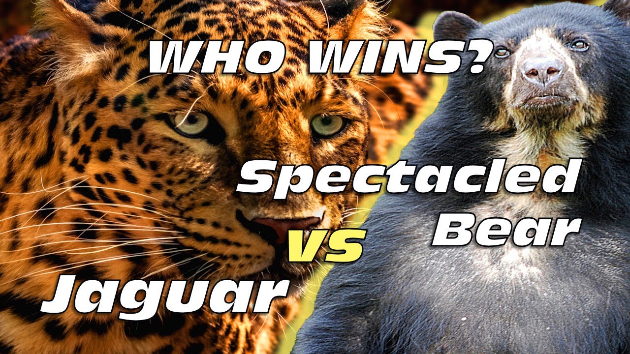 Jaguar vs Spectacled Bear | Who Wins This Apex Showdown? | Wild Animal ...
