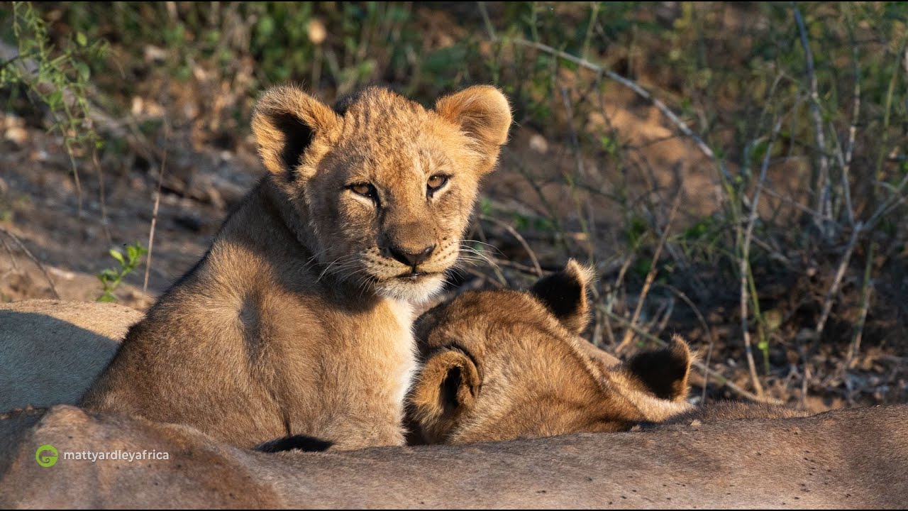 Lion Cubs Playing - YouTube