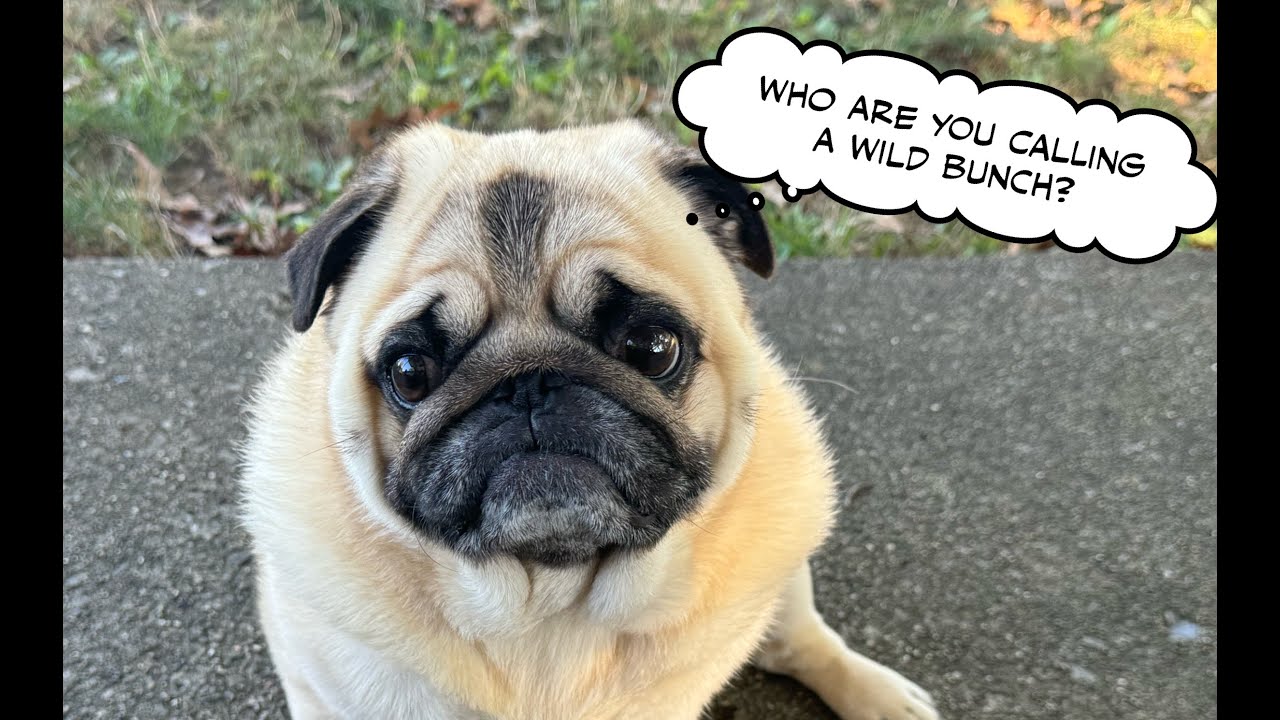 Pug Grumble or Wild Bunch ? - YouTube