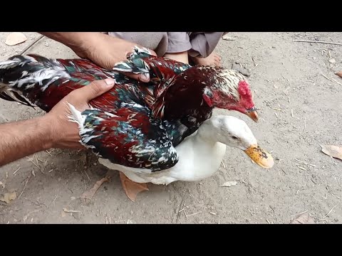 Rooster and duck mating //Chicken and duck breeding - YouTube