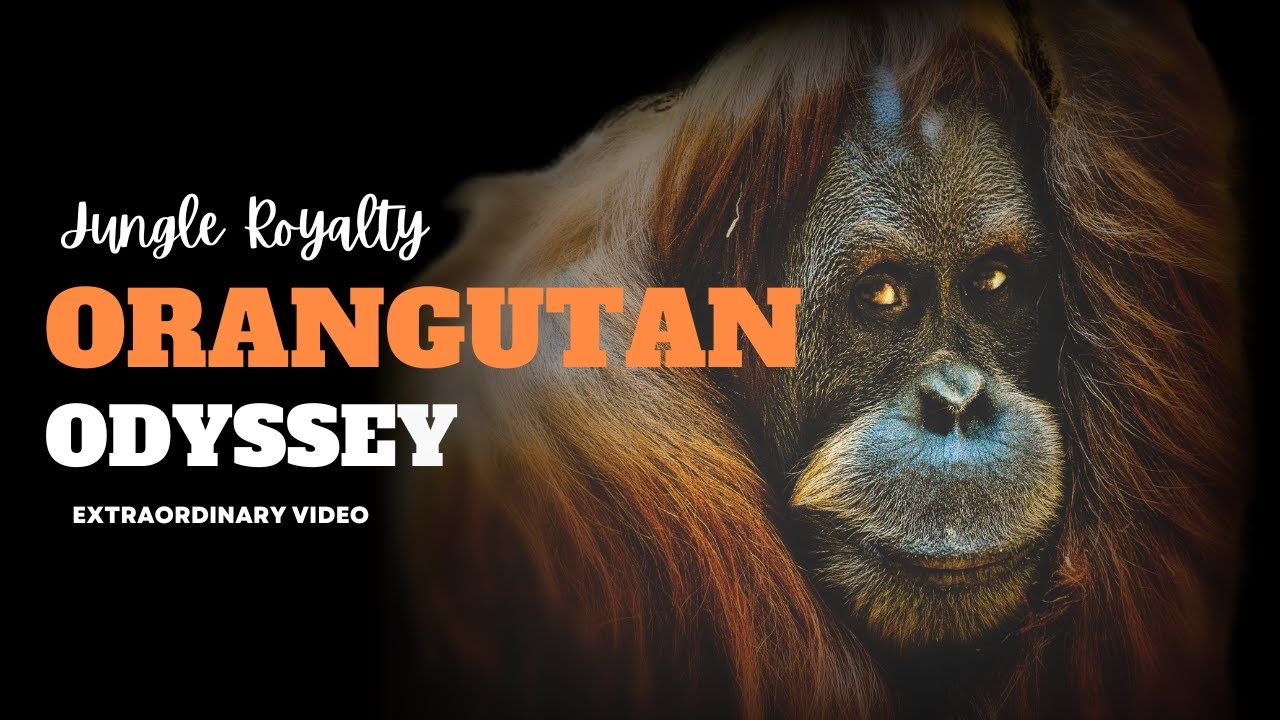 Orangutan Oasis: Exploring the Enchanted Rainforest Realm - YouTube