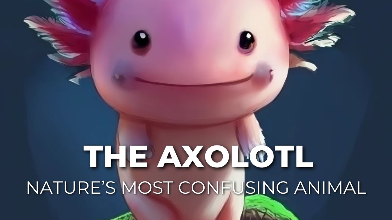 Adorable Aliens of the Aquatic Realm: Astonishing Axolotl Facts! - YouTube