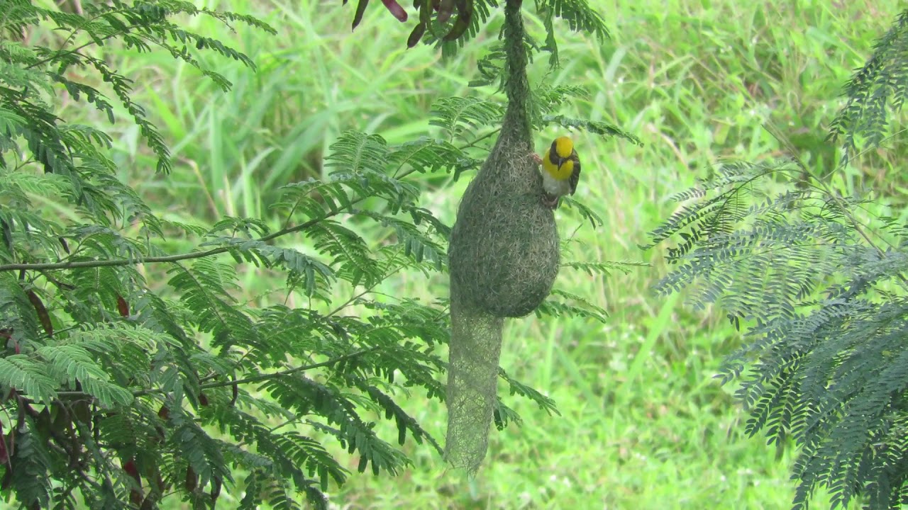 Baya weaver bird and their hanging nest: A view from my balcony - YouTube