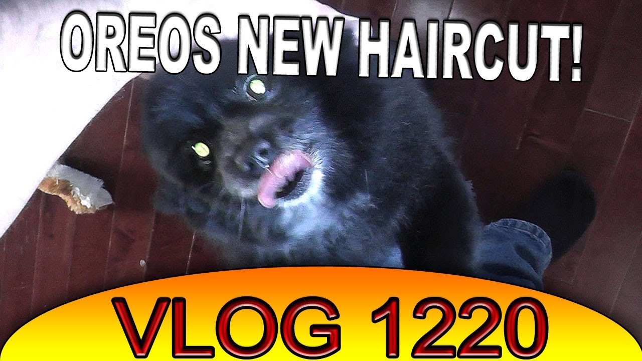 time to go home, Oreo's new haircut - YouTube