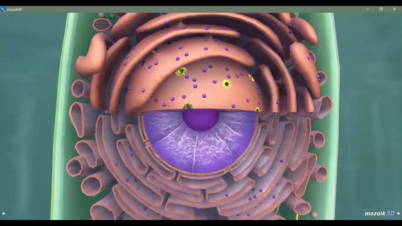 Structura celulei eucariote - YouTube