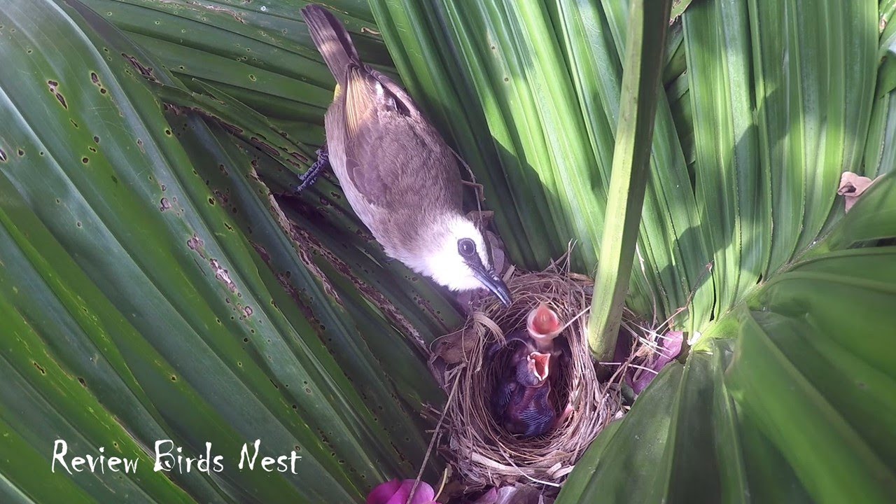 Bulbul mommy birds brings food to feed beautiful two babies in their ...