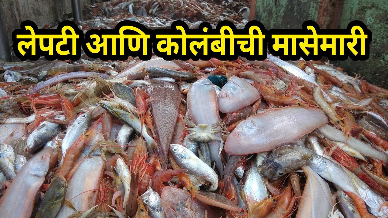खोल समुद्रात लेपटी माश्याची मासेमारी. deep sea fishing . mumbai indian ...