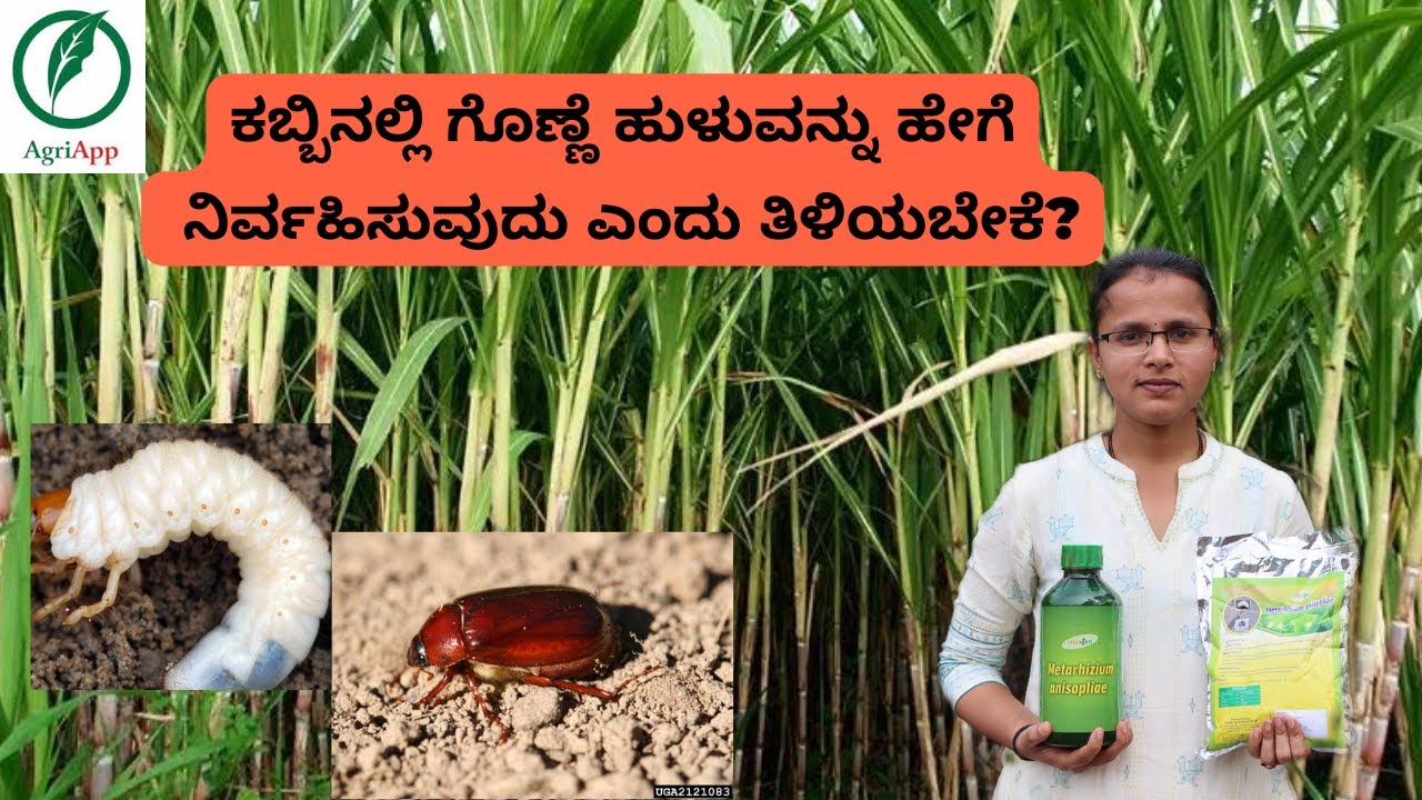 How to control root grub in Sugarcane? - YouTube