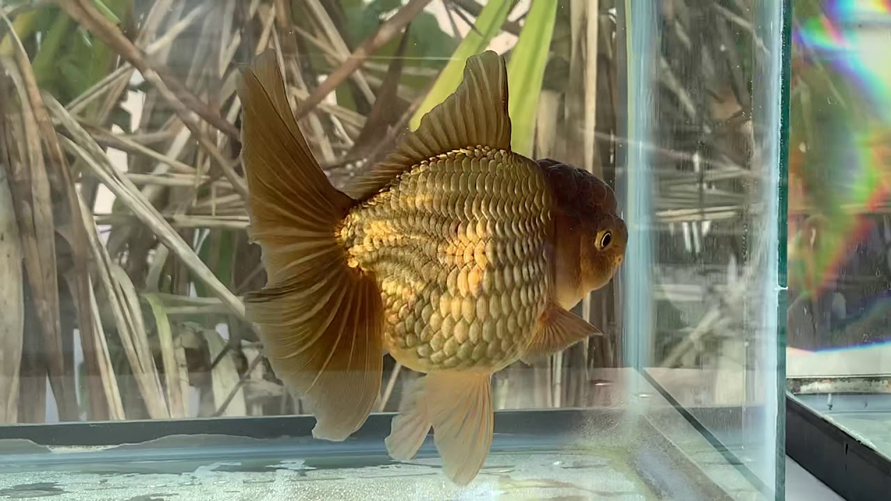 4881 female bronze oranda - YouTube